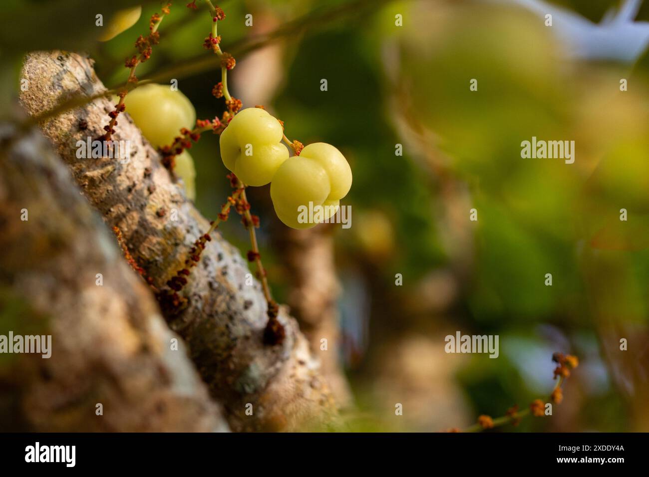 Fresh and ripe star gooseberry (also known as Phyllanthus acidus) in a ...