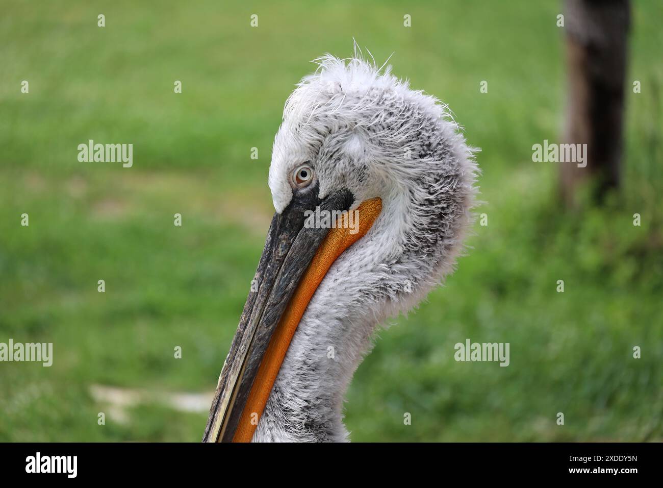 Dalmatian pelican in Divjaka-Karavasta National Park- Albania Stock ...