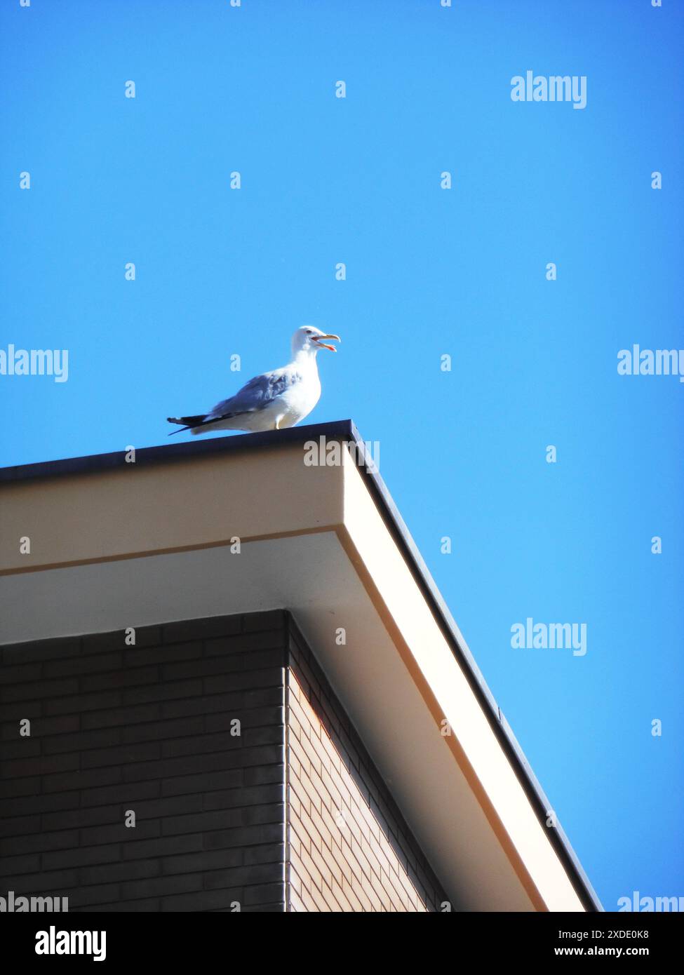 Seagull hot hi-res stock photography and images - Alamy