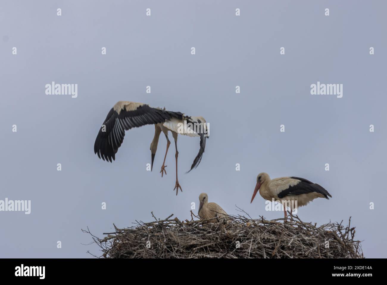 Breeding birds of portugal hi-res stock photography and images - Alamy