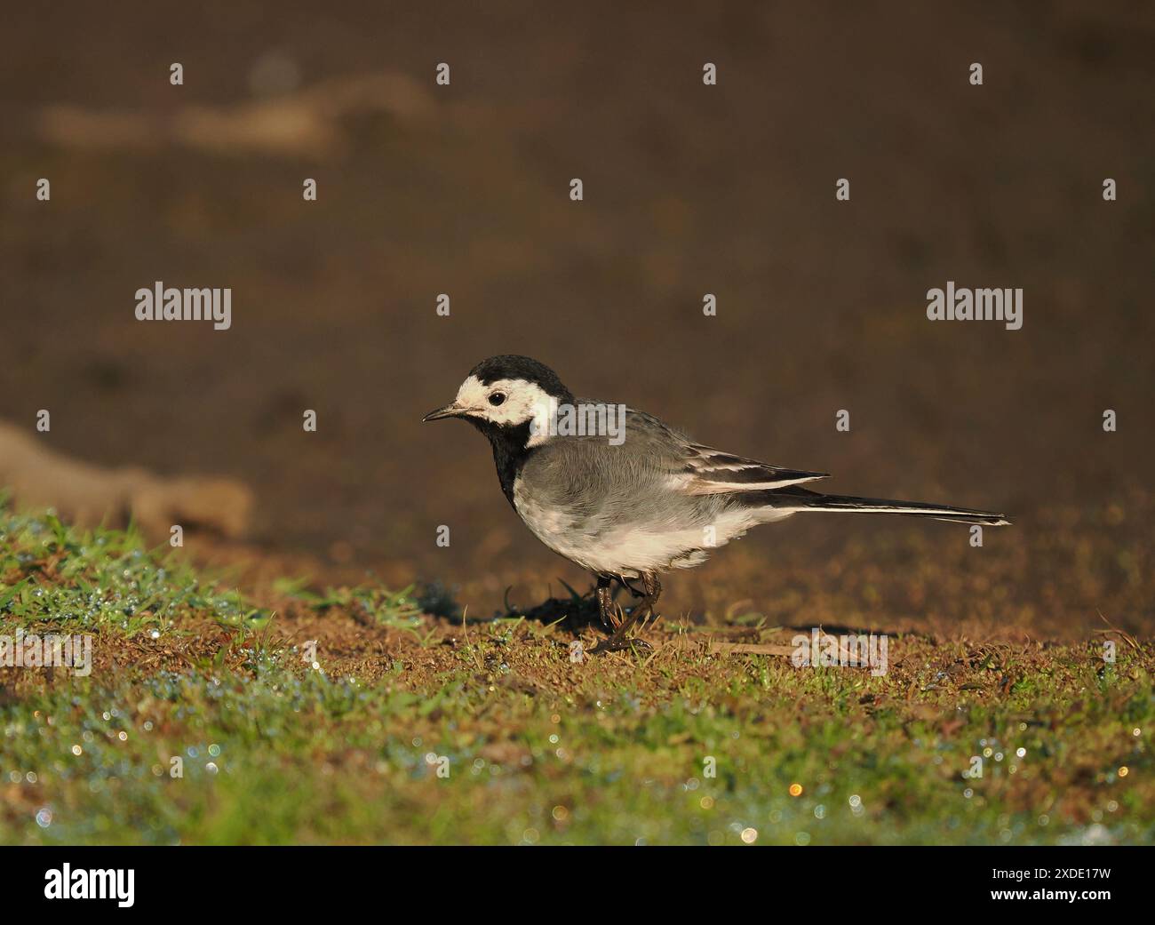 Pied wagtail hunting a flooded field for insects to feed its local ...
