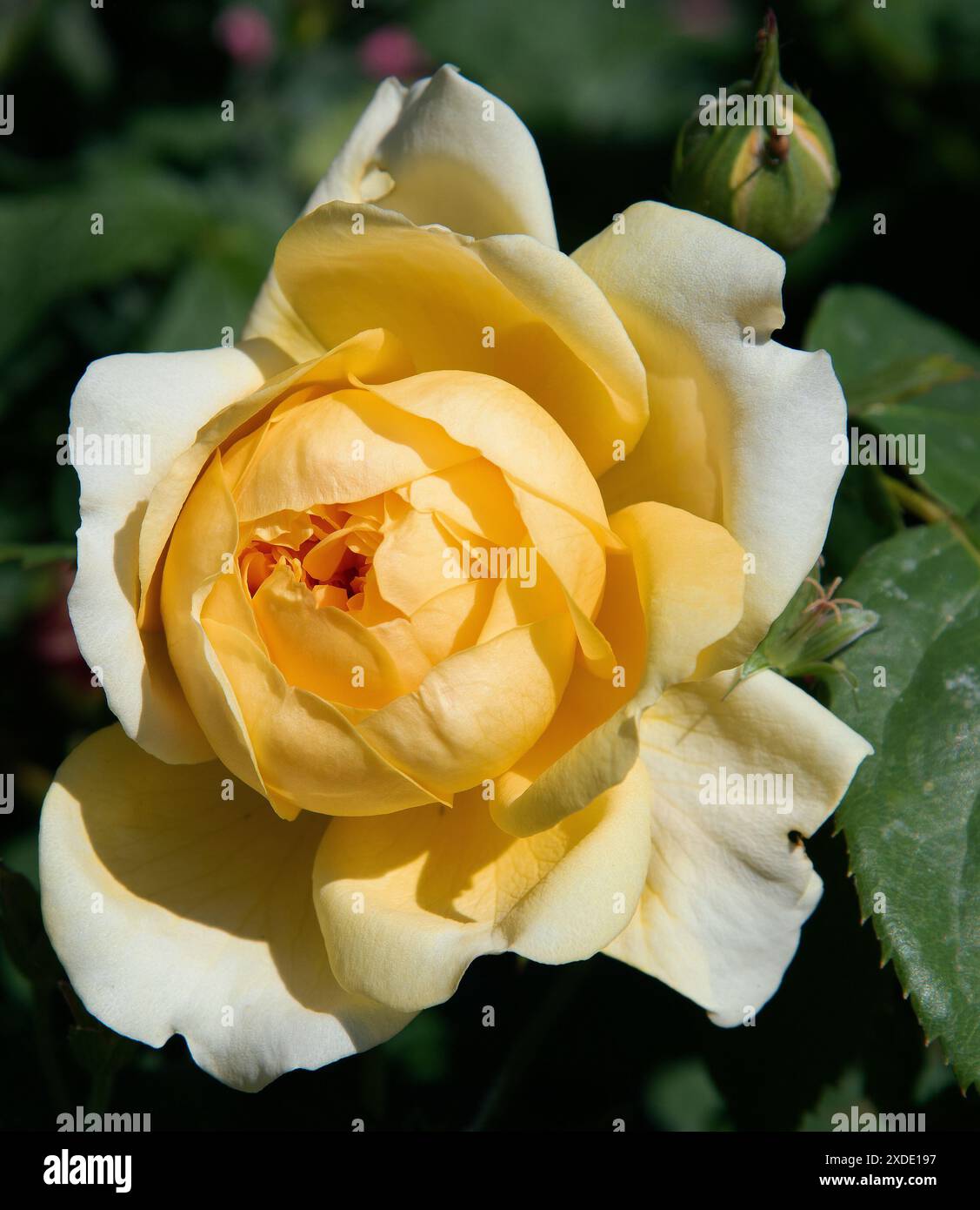 Deeply filled hi-res stock photography and images - Alamy