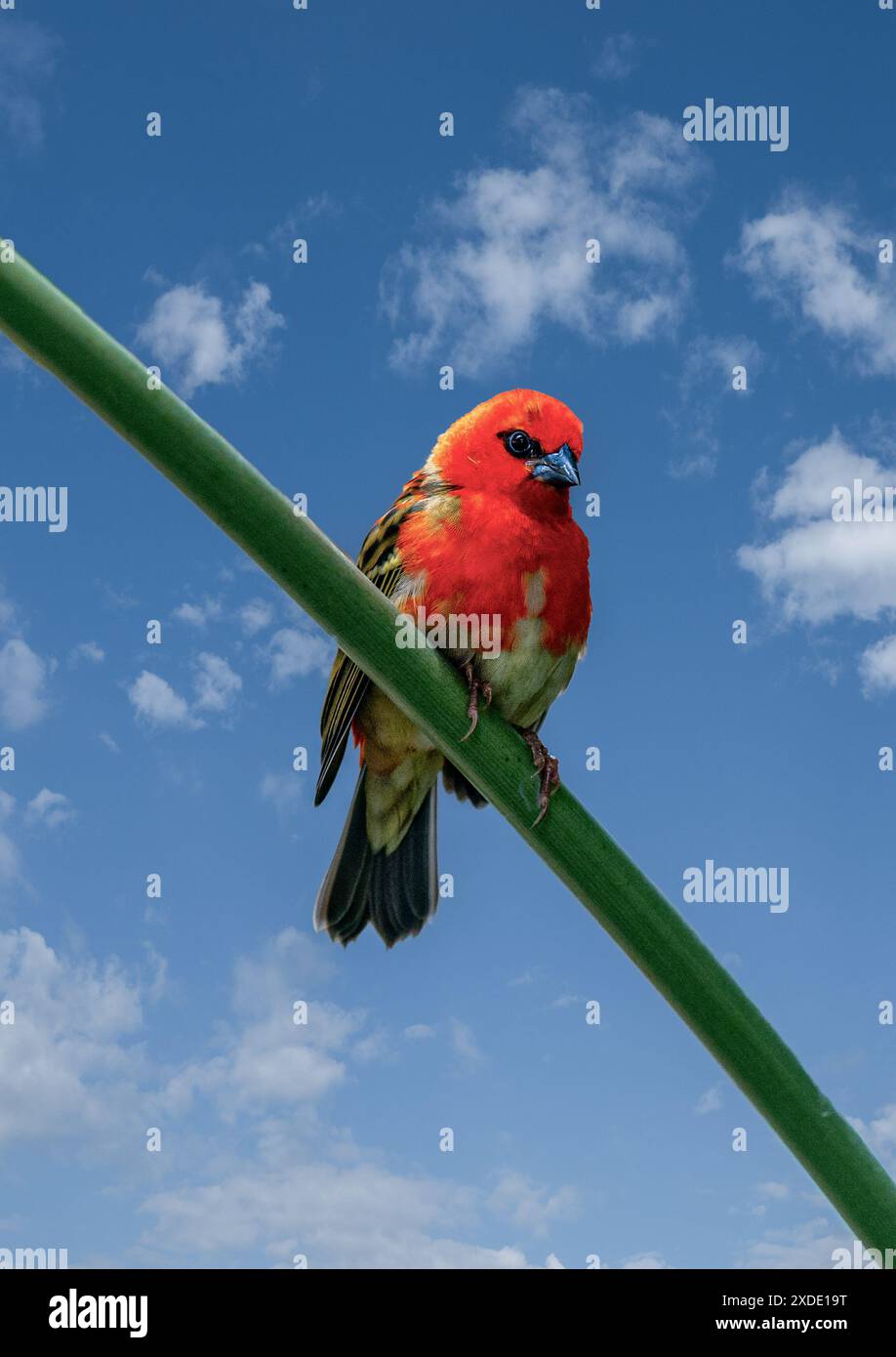 F madagascariensis hi-res stock photography and images - Alamy