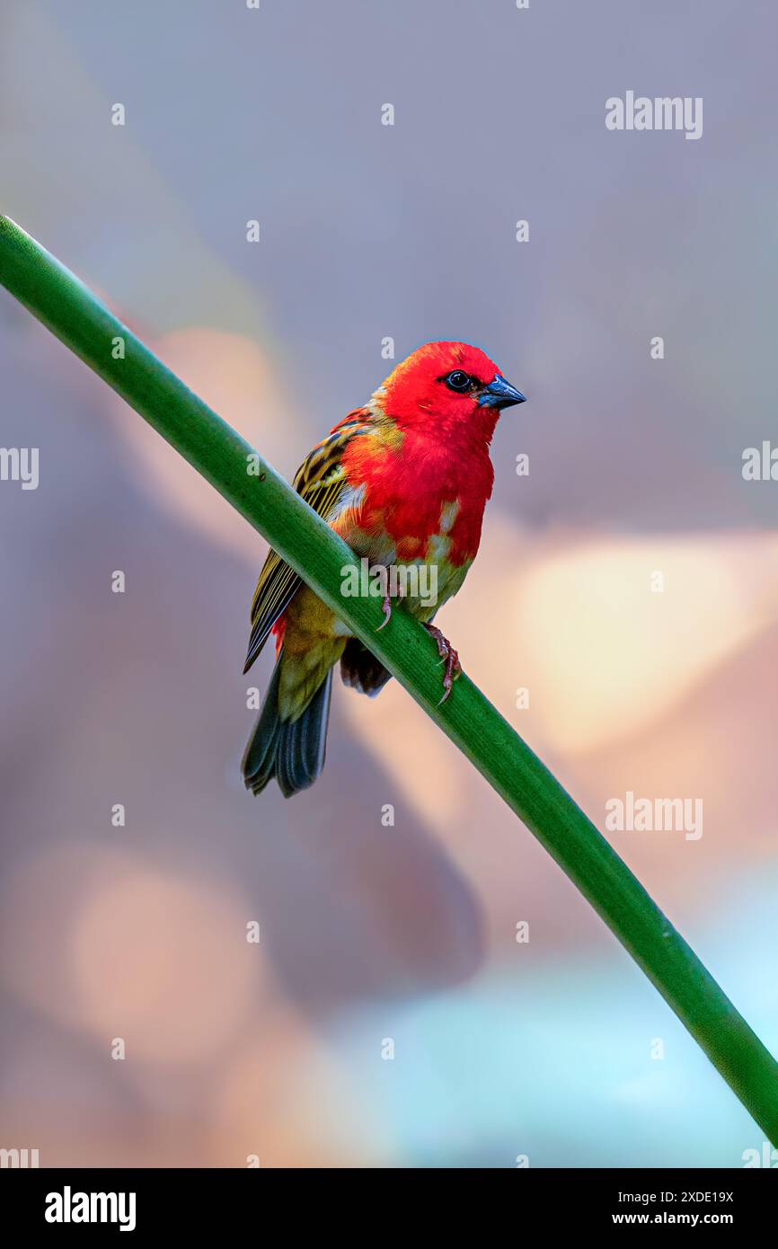 F madagascariensis hi-res stock photography and images - Alamy