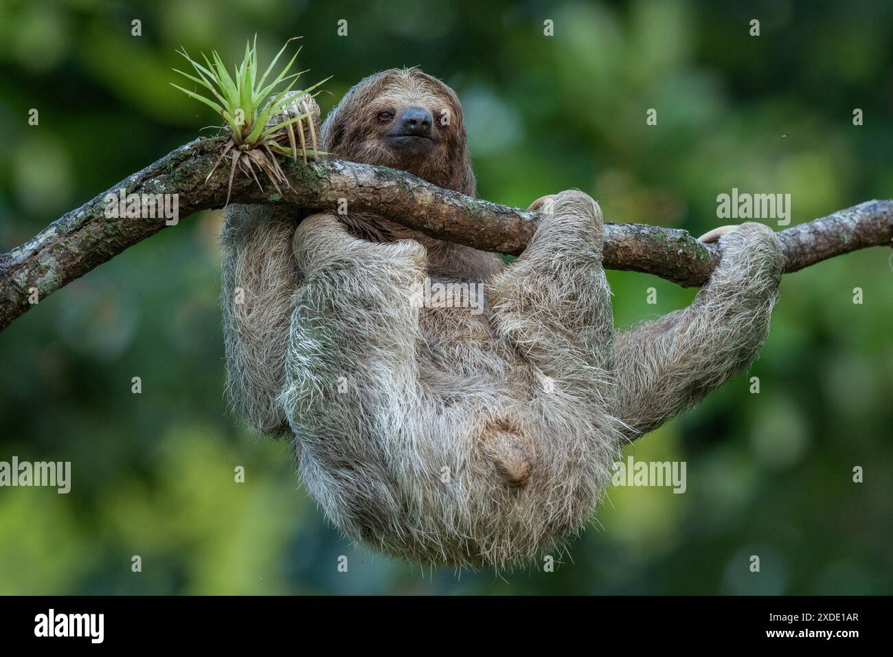 Cute sloth hanging on tree branch with funny face look, perfect ...