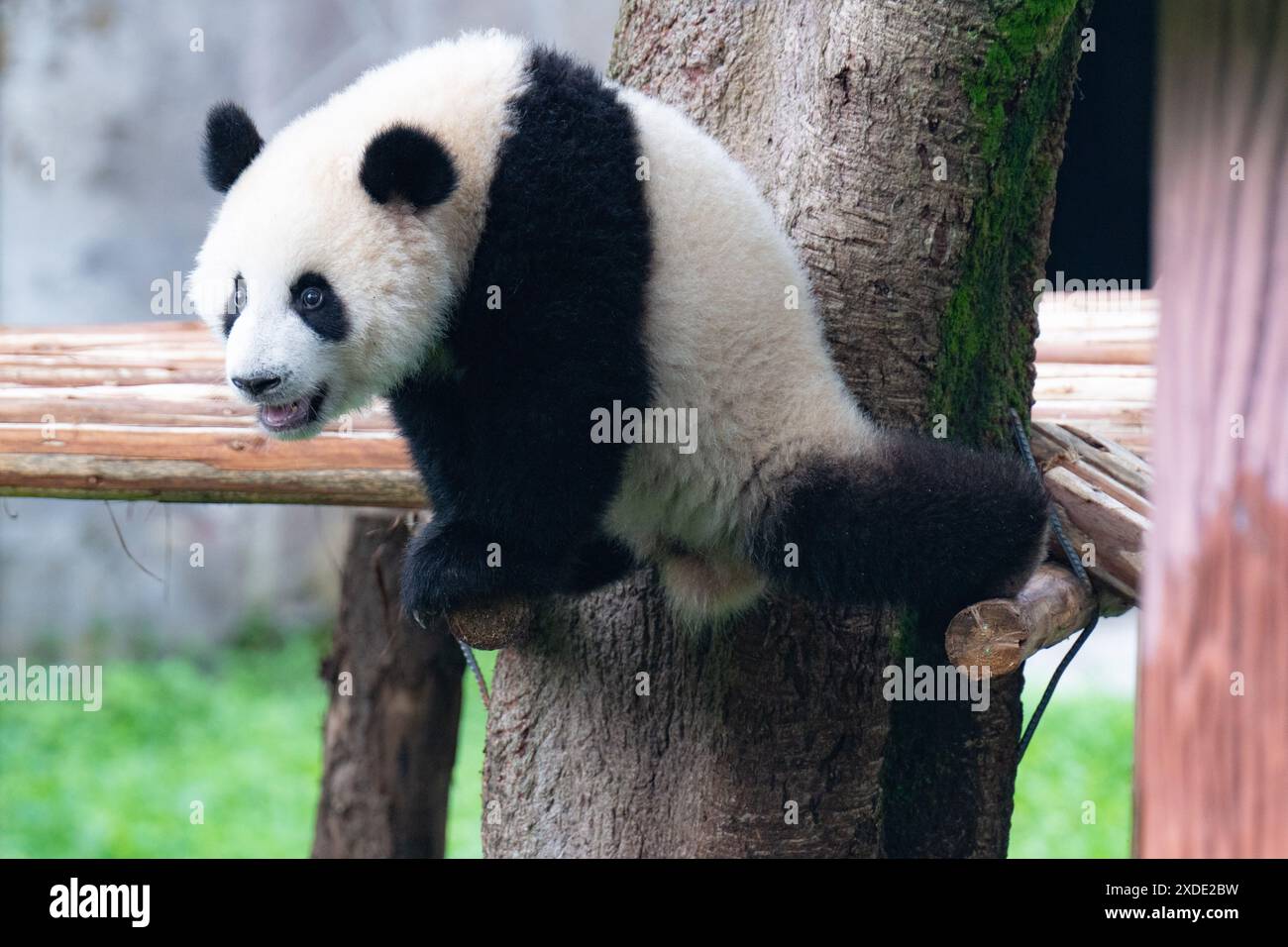 CHONGQING, CHINA - JUNE 22, 2024 - A giant panda is playing at ...