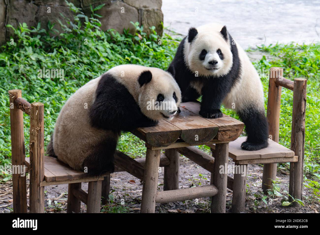 CHONGQING, CHINA - JUNE 22, 2024 - Two giant pandas are playing at ...