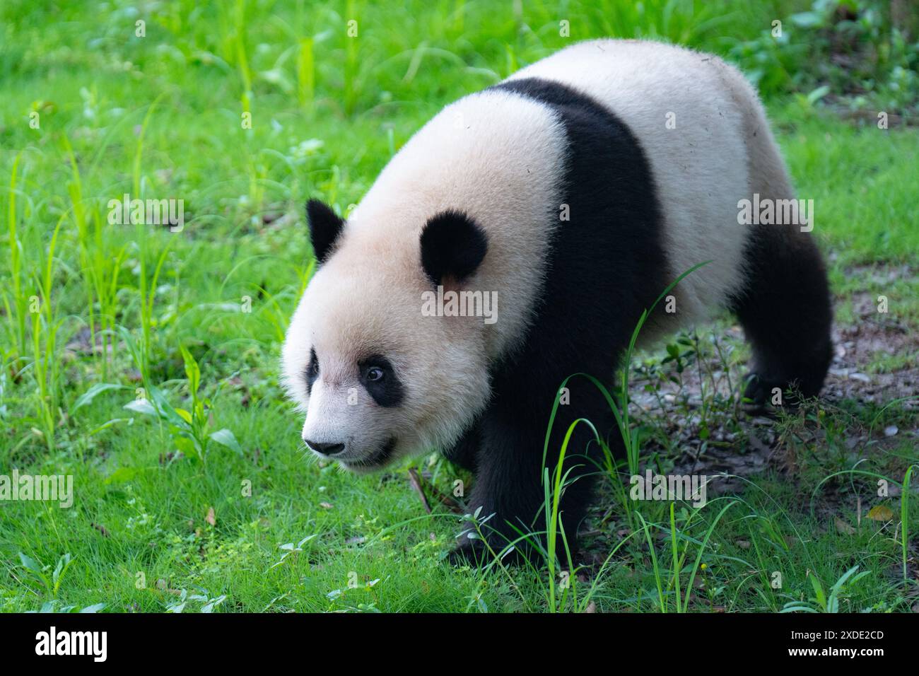 CHONGQING, CHINA - JUNE 22, 2024 - A giant panda is walking at ...