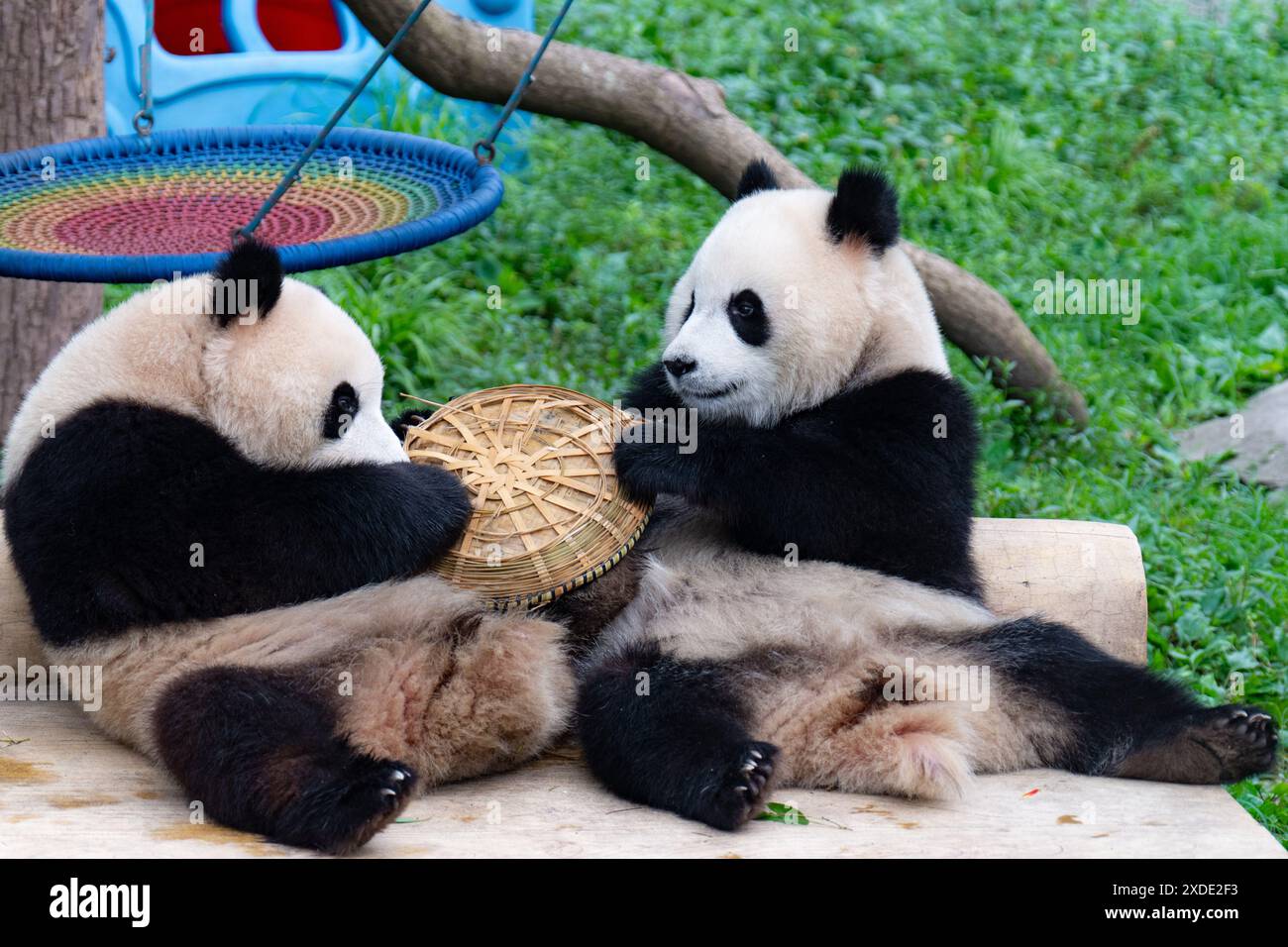 CHONGQING, CHINA - JUNE 22, 2024 - Two giant pandas are playing at ...