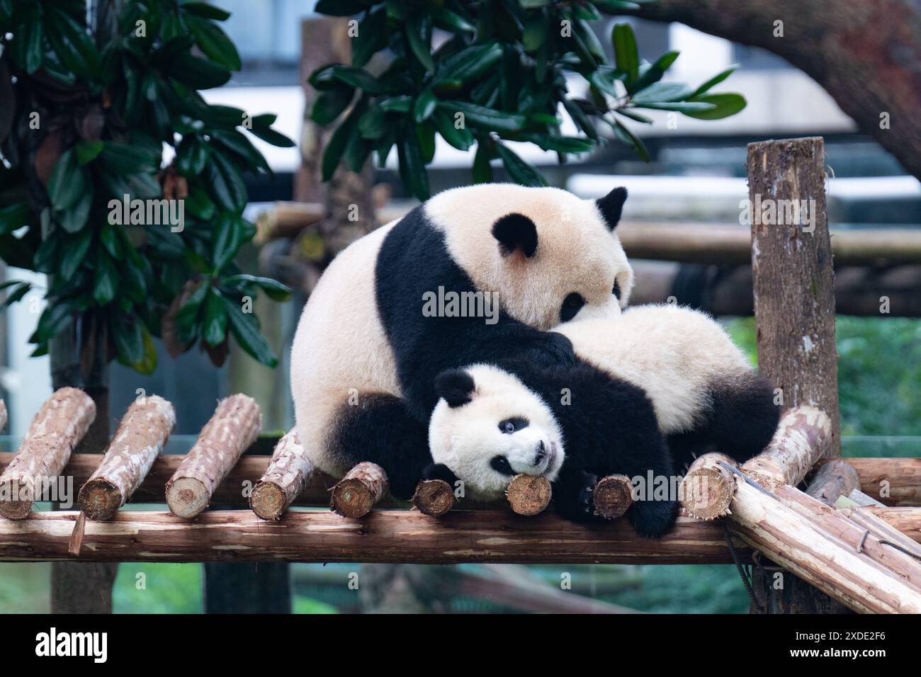 CHONGQING, CHINA - JUNE 22, 2024 - Giant pandas are sleeping bamboo at ...
