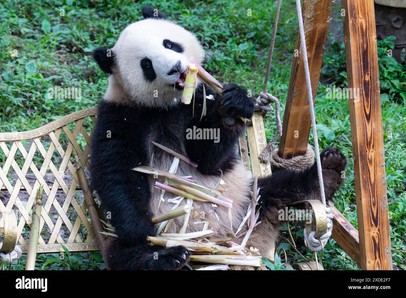 CHONGQING, CHINA - JUNE 22, 2024 - Giant pandas eat bamboo at Chongqing ...