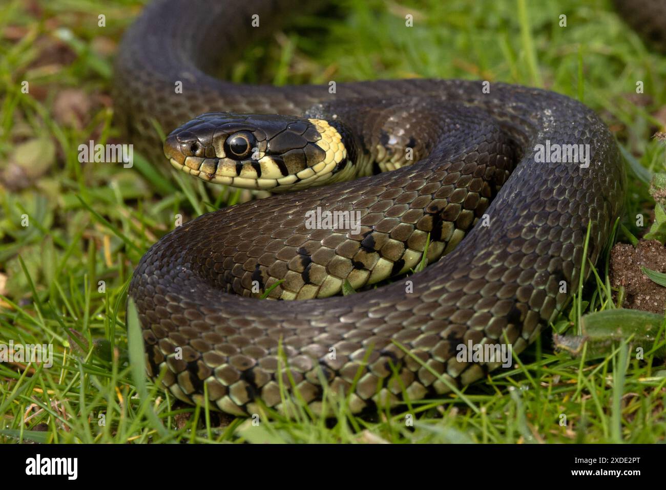 Barred Grass Snake (Natrix helvetica) Norfolk April 2024 Stock Photo ...