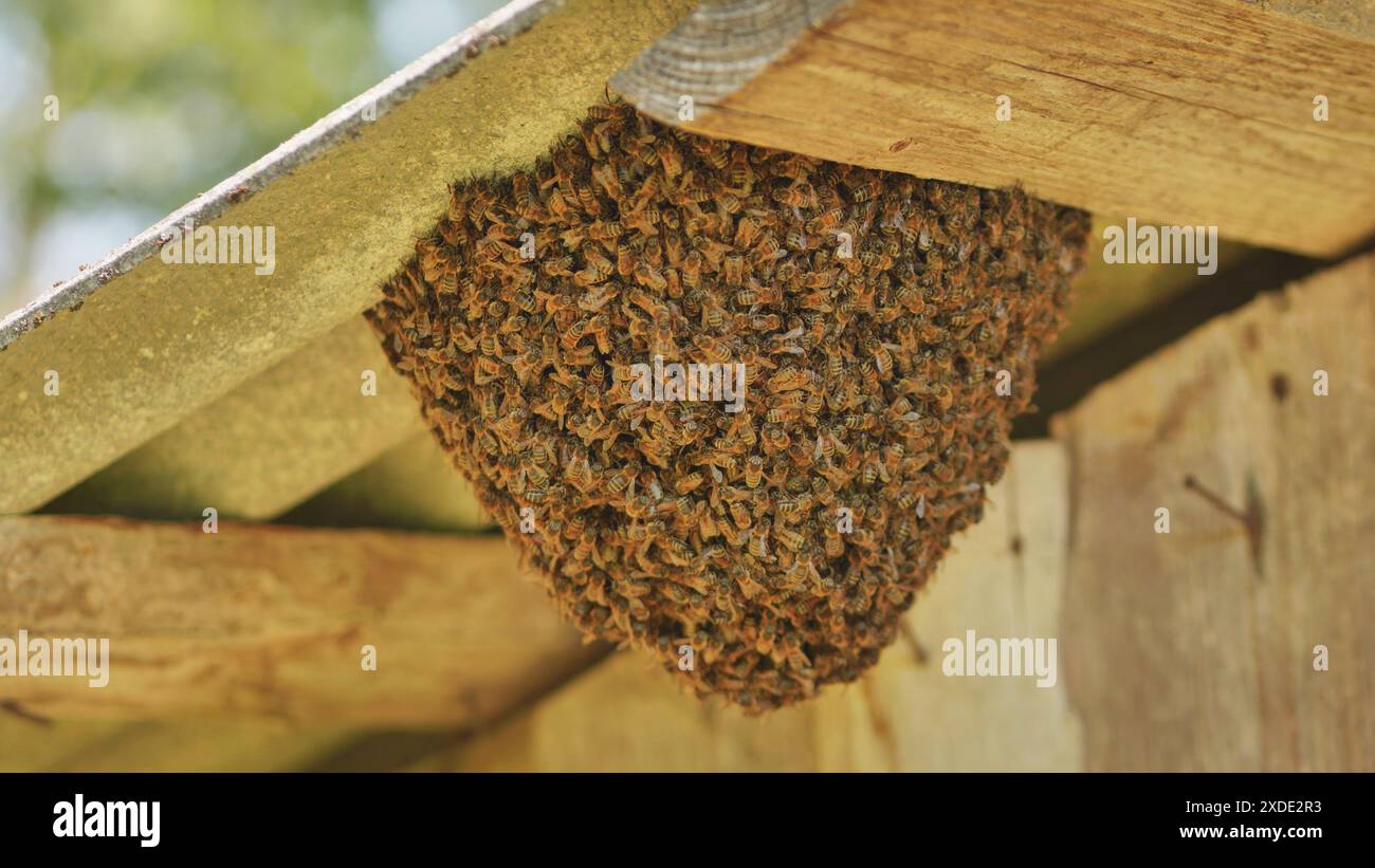A hive of wild bees have attached themselves to the barn Stock Photo ...