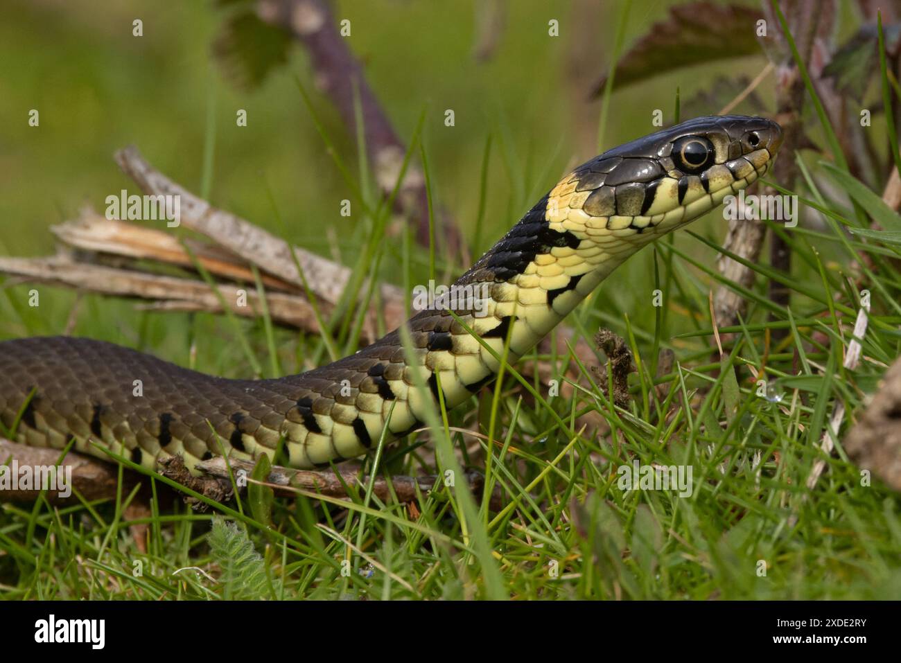 Barred Grass Snake (Natrix helvetica) Norfolk April 2024 Stock Photo ...