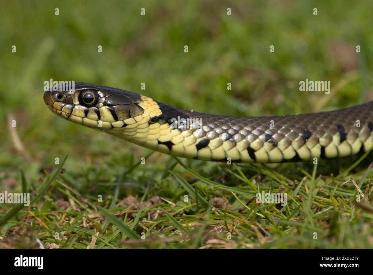 Barred Grass Snake (Natrix helvetica) Norfolk April 2024 Stock Photo ...