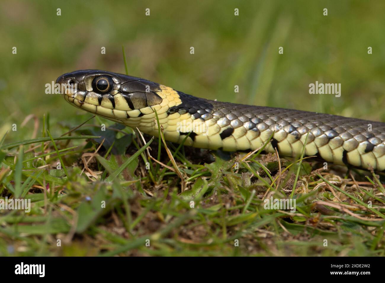 Barred Grass Snake (Natrix helvetica) Norfolk April 2024 Stock Photo ...