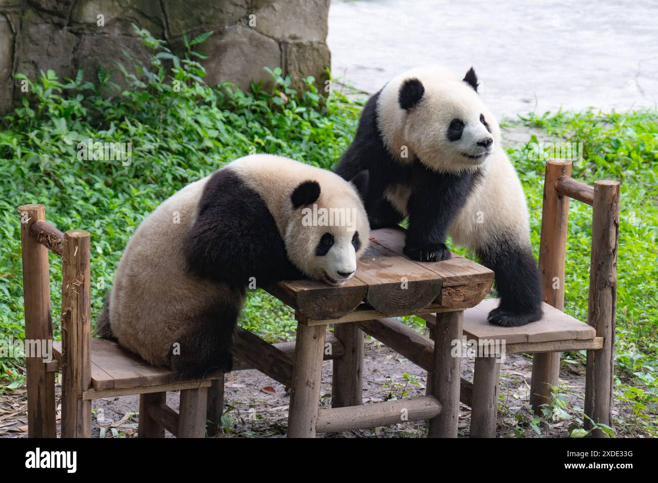 CHONGQING, CHINA - JUNE 22, 2024 - Two giant pandas are playing at ...