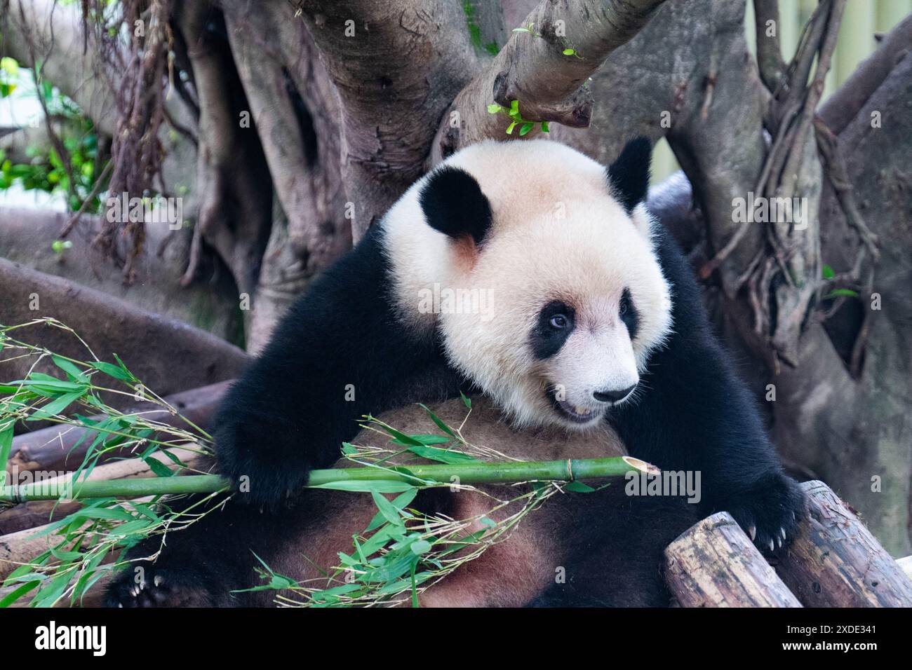 CHONGQING, CHINA - JUNE 22, 2024 - Giant pandas eat bamboo at Chongqing ...