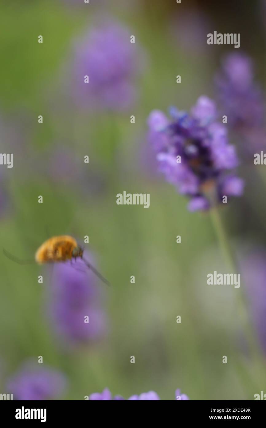 Close-up of a flying insect, a large woolly hoverfly in lavanda garden ...