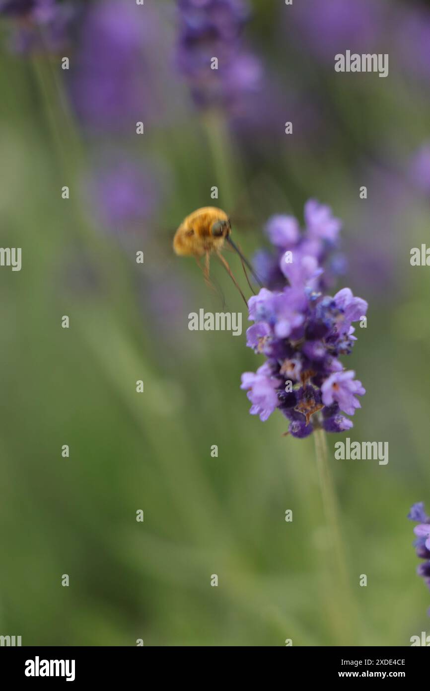 Close-up of a flying insect, a large woolly hoverfly in lavanda garden ...