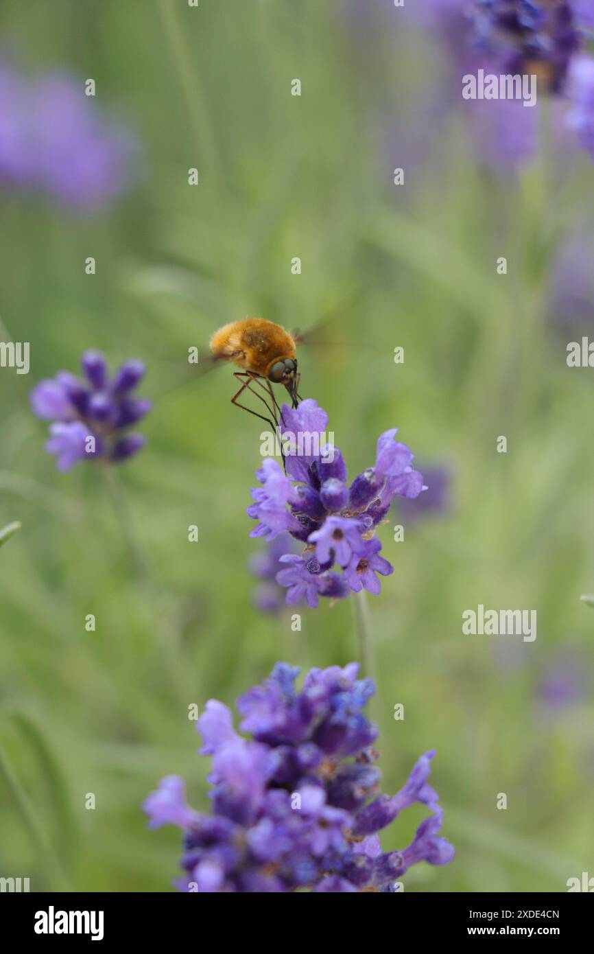Close-up of a flying insect, a large woolly hoverfly in lavanda garden ...