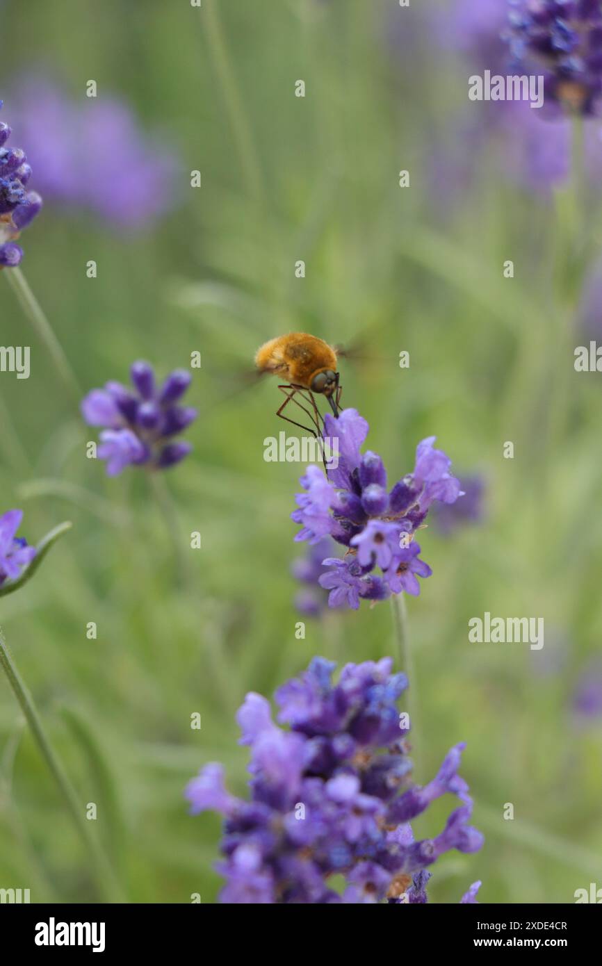 Close-up of a flying insect, a large woolly hoverfly in lavanda garden ...