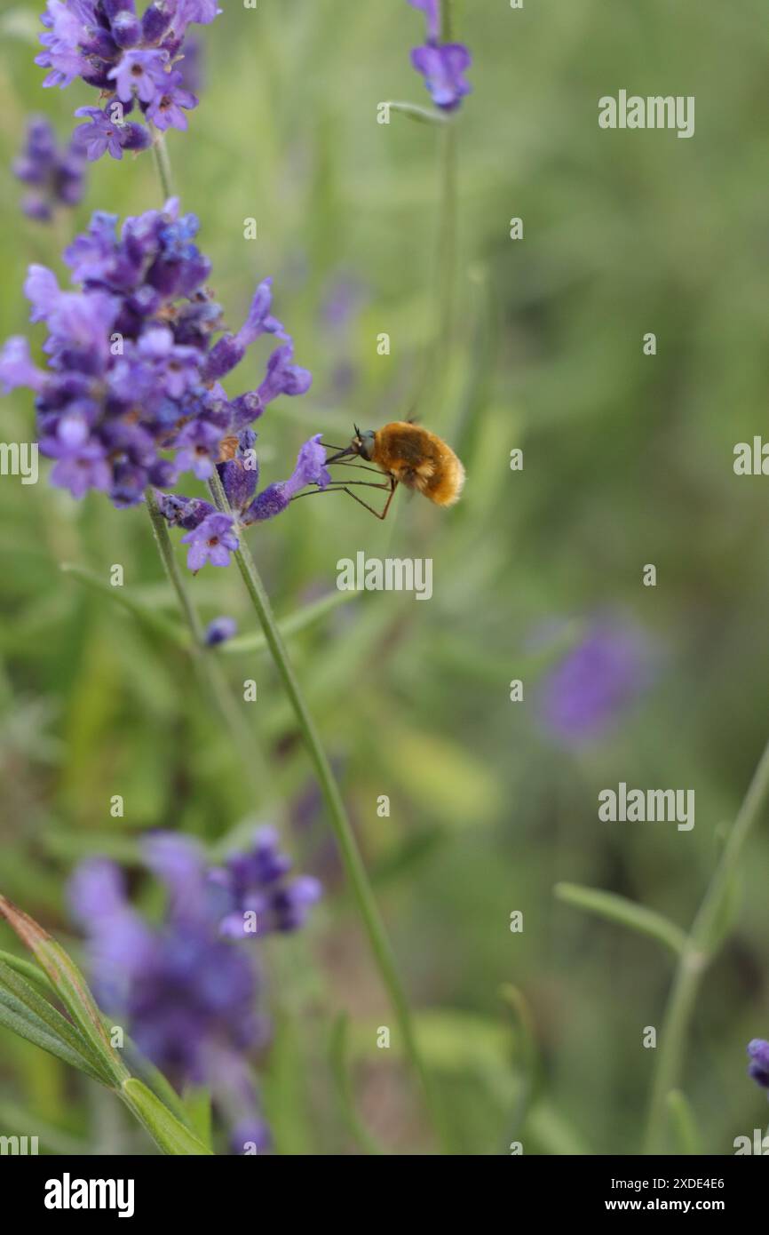 Close-up of a flying insect, a large woolly hoverfly in lavanda garden ...