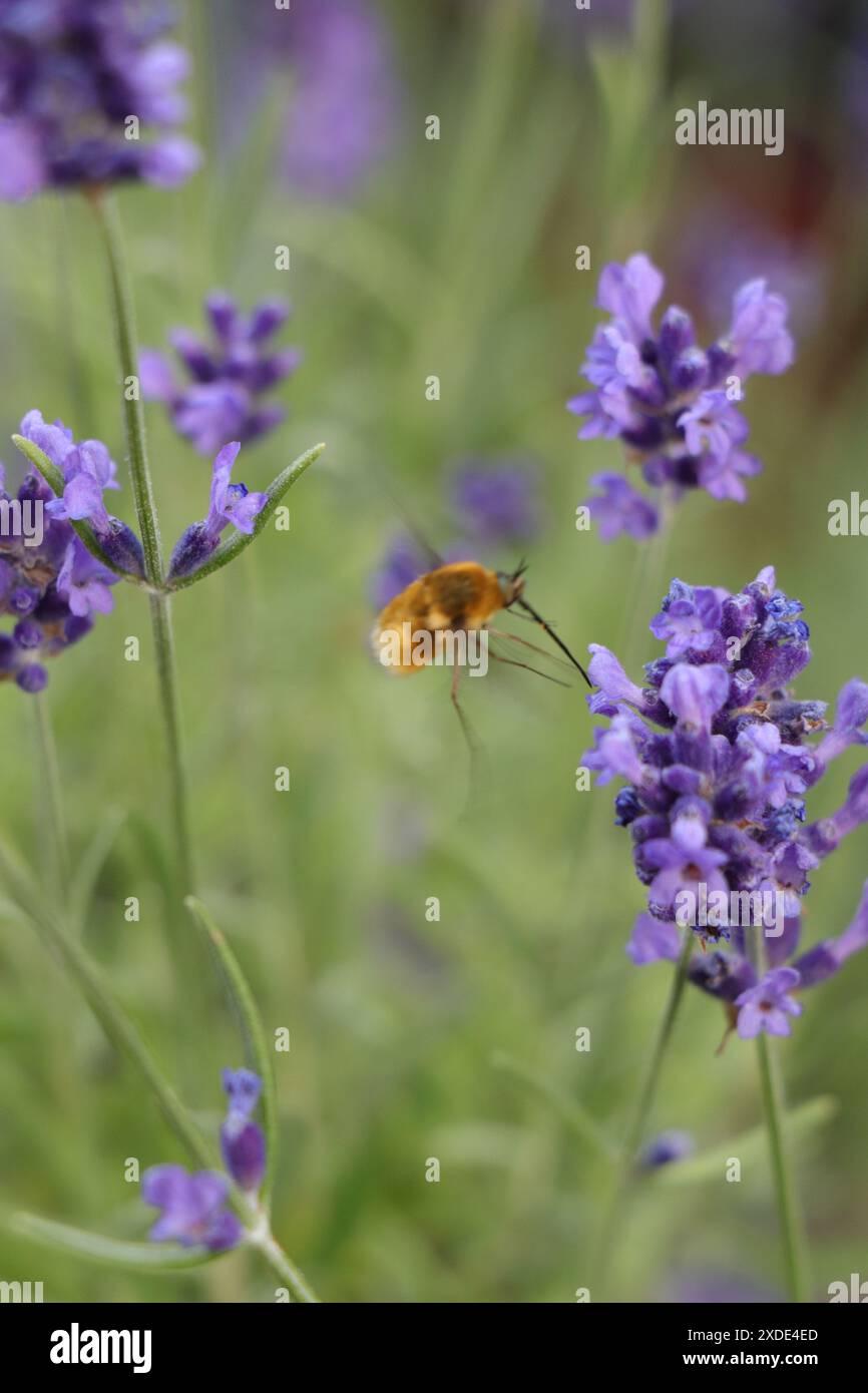 Close-up of a flying insect, a large woolly hoverfly in lavanda garden ...