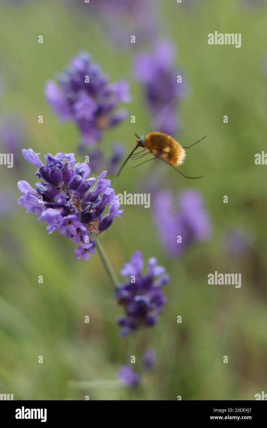Close-up of a flying insect, a large woolly hoverfly in lavanda garden ...