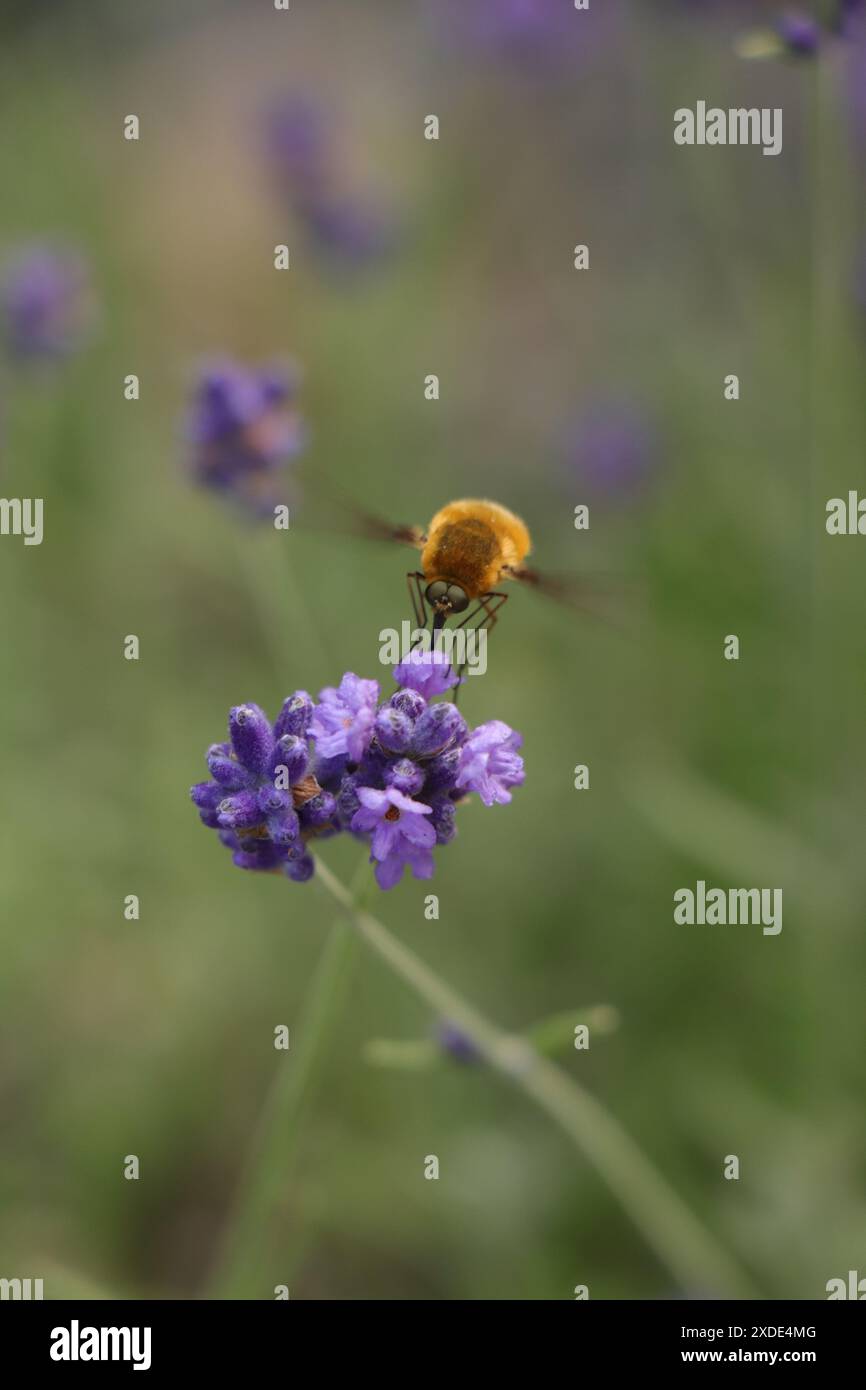 Close-up of a flying insect, a large woolly hoverfly in lavanda garden ...