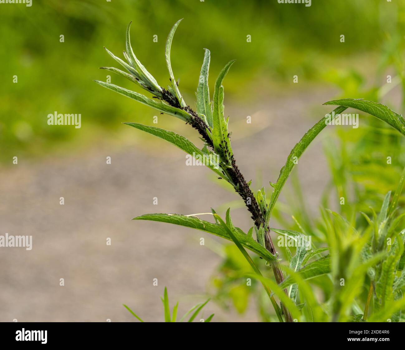 Insects breeding on the stem of a plant Stock Photo - Alamy