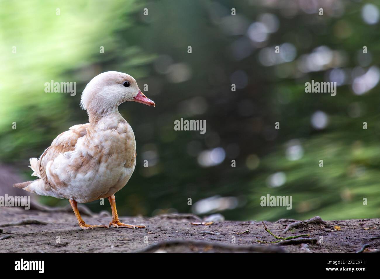 The Albino Mandarin Duck, with its rare white plumage, was spotted in ...