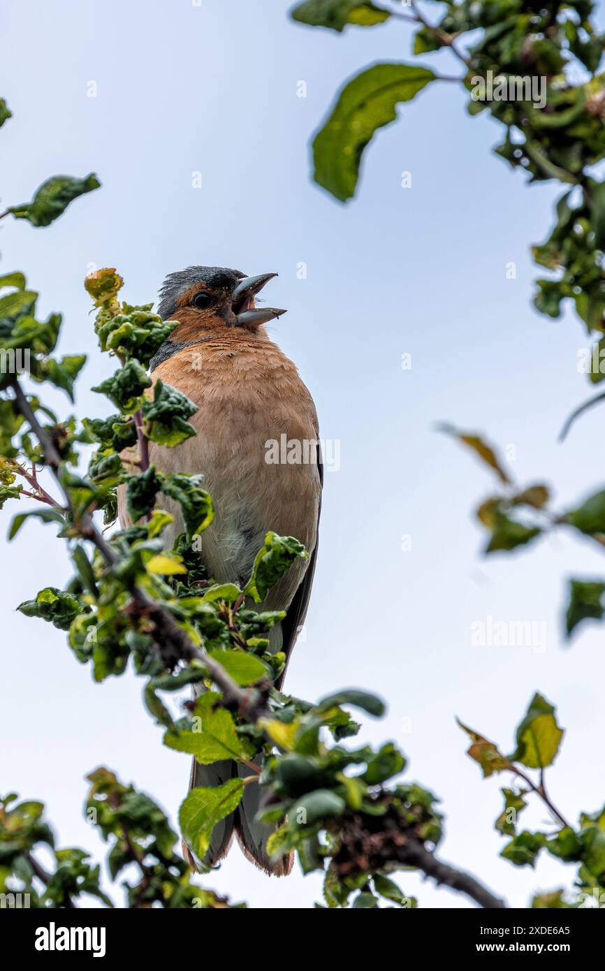 The Chaffinch, with its colorful plumage and distinct markings, was ...