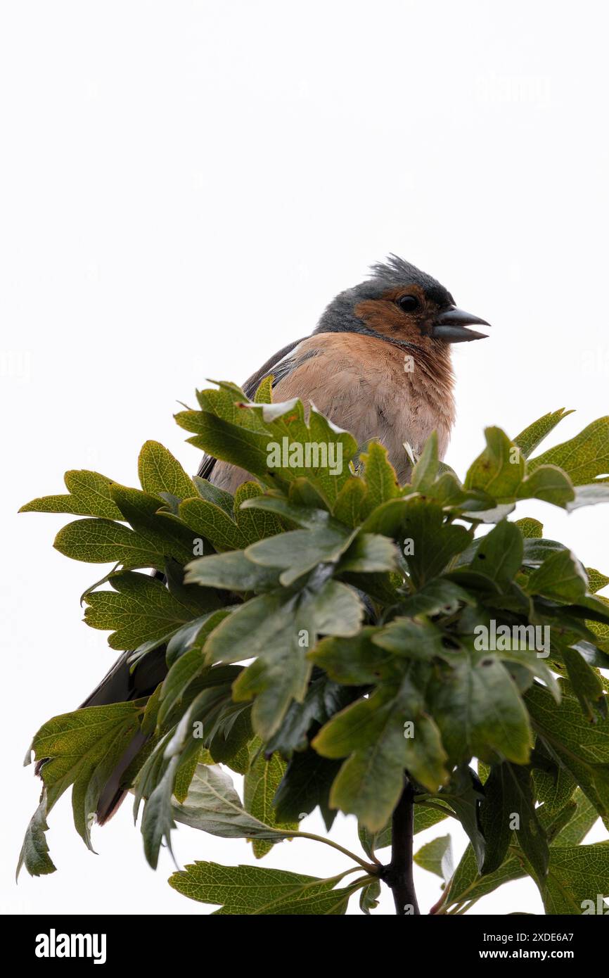 The Chaffinch, with its colorful plumage and distinct markings, was ...