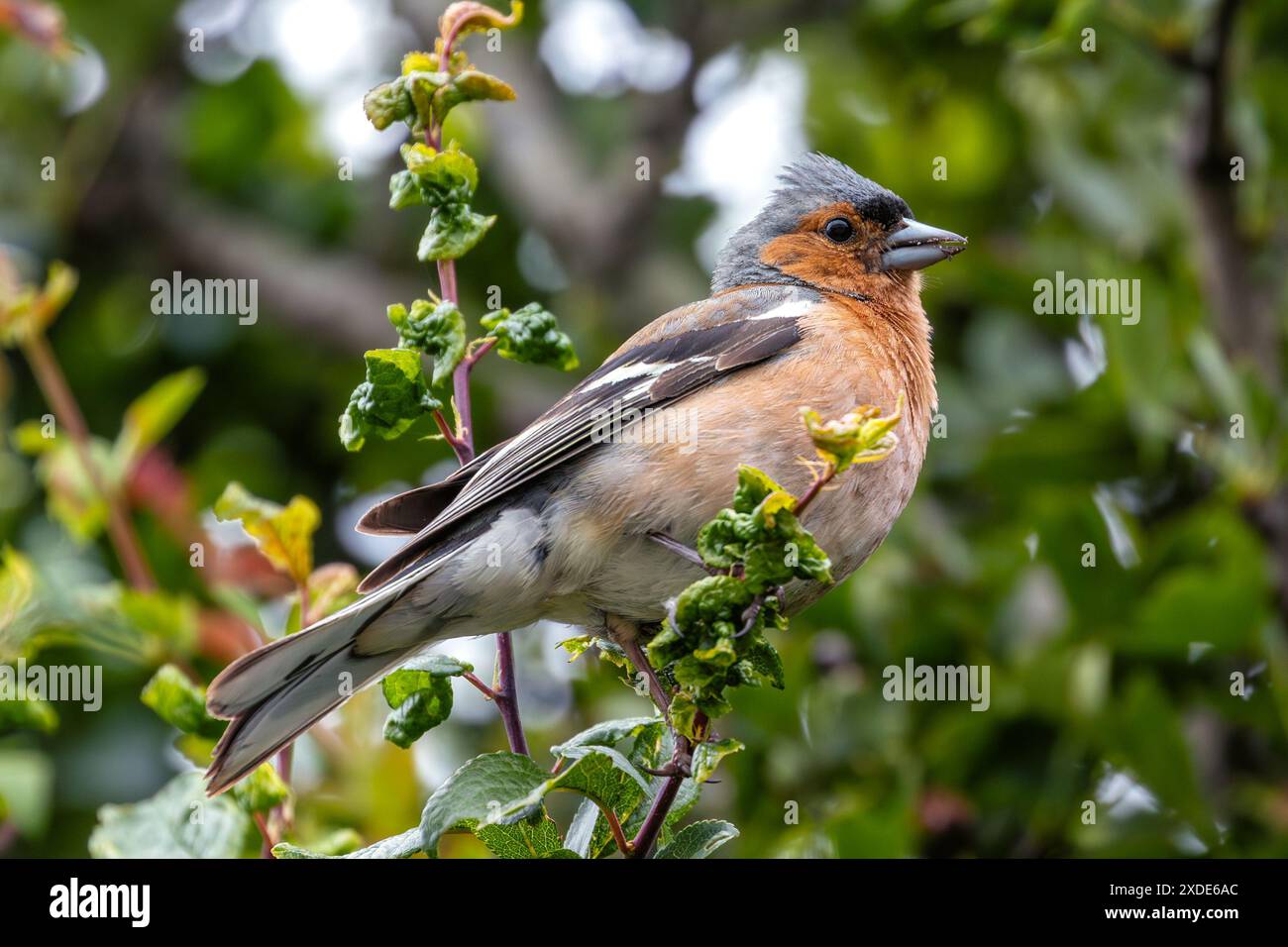 The Chaffinch, with its colorful plumage and distinct markings, was ...