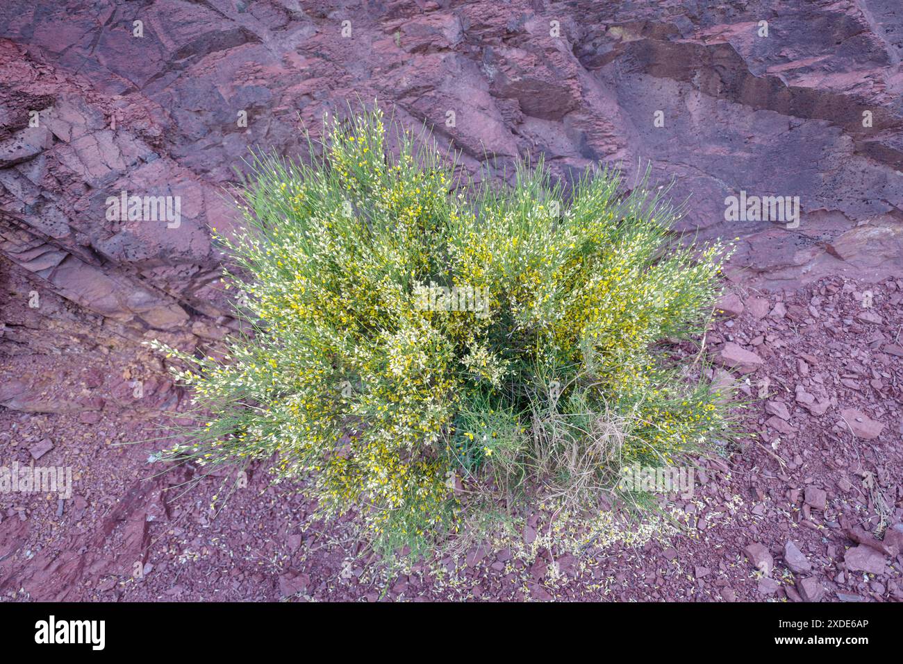 Aspalathus linearis wildflowers, growing on rock along the walls of the ...