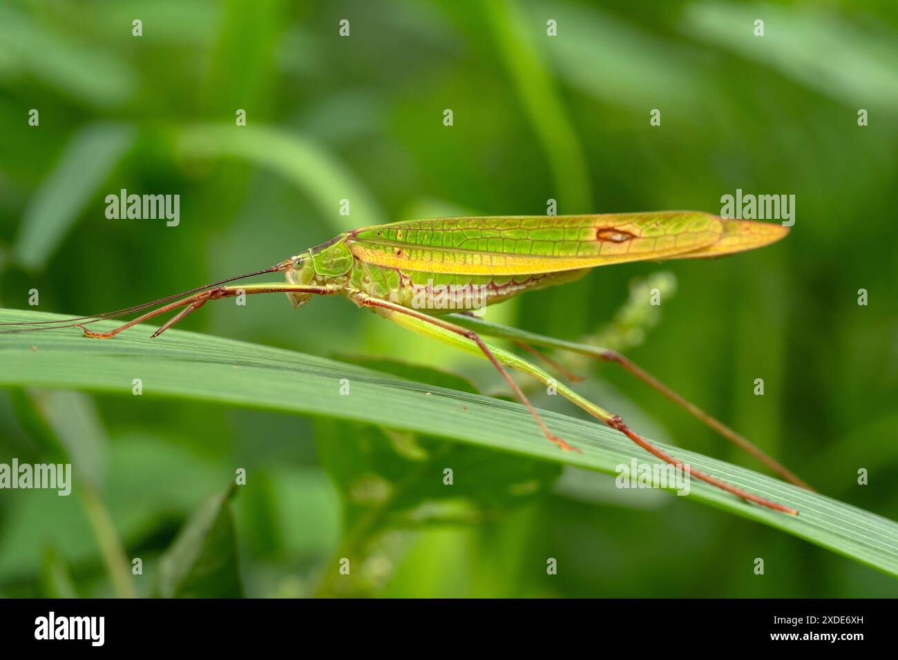 Grasshopper insect in Thailand and Southeast-Asia Stock Photo - Alamy