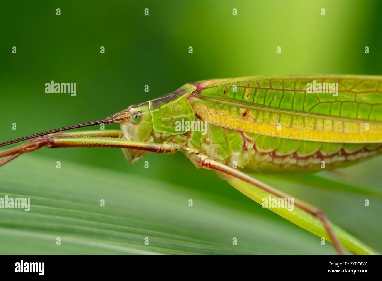 Grasshopper insect in Thailand and Southeast-Asia Stock Photo - Alamy