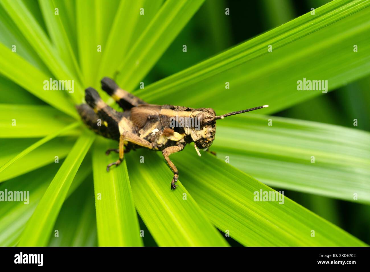 Grasshopper insect in Thailand and Southeast-Asia Stock Photo - Alamy