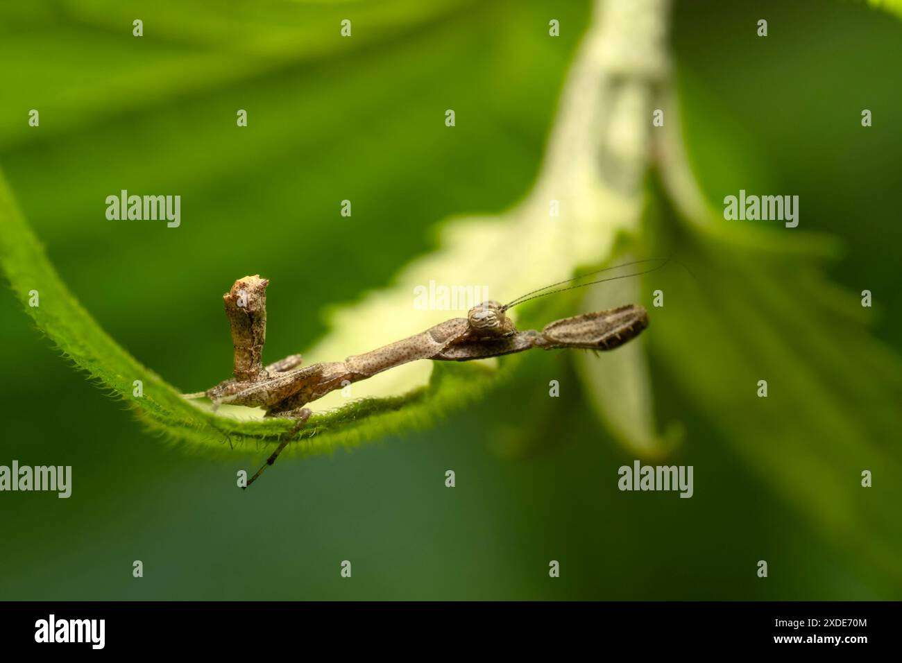 Grasshopper insect in Thailand and Southeast-Asia Stock Photo - Alamy