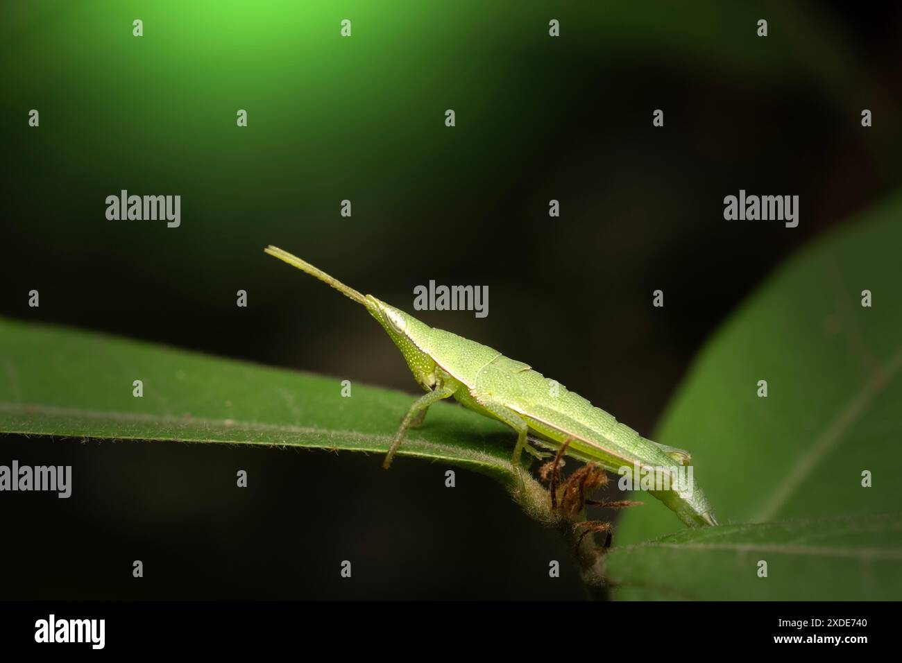 Grasshopper insect in Thailand and Southeast-Asia Stock Photo - Alamy