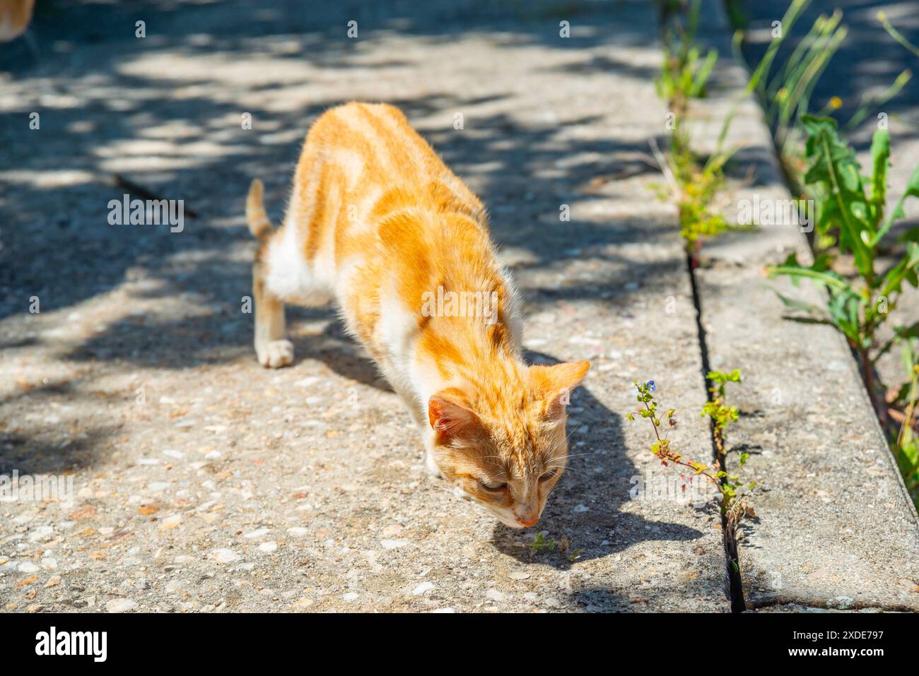 Stray cat eating Stock Photo - Alamy