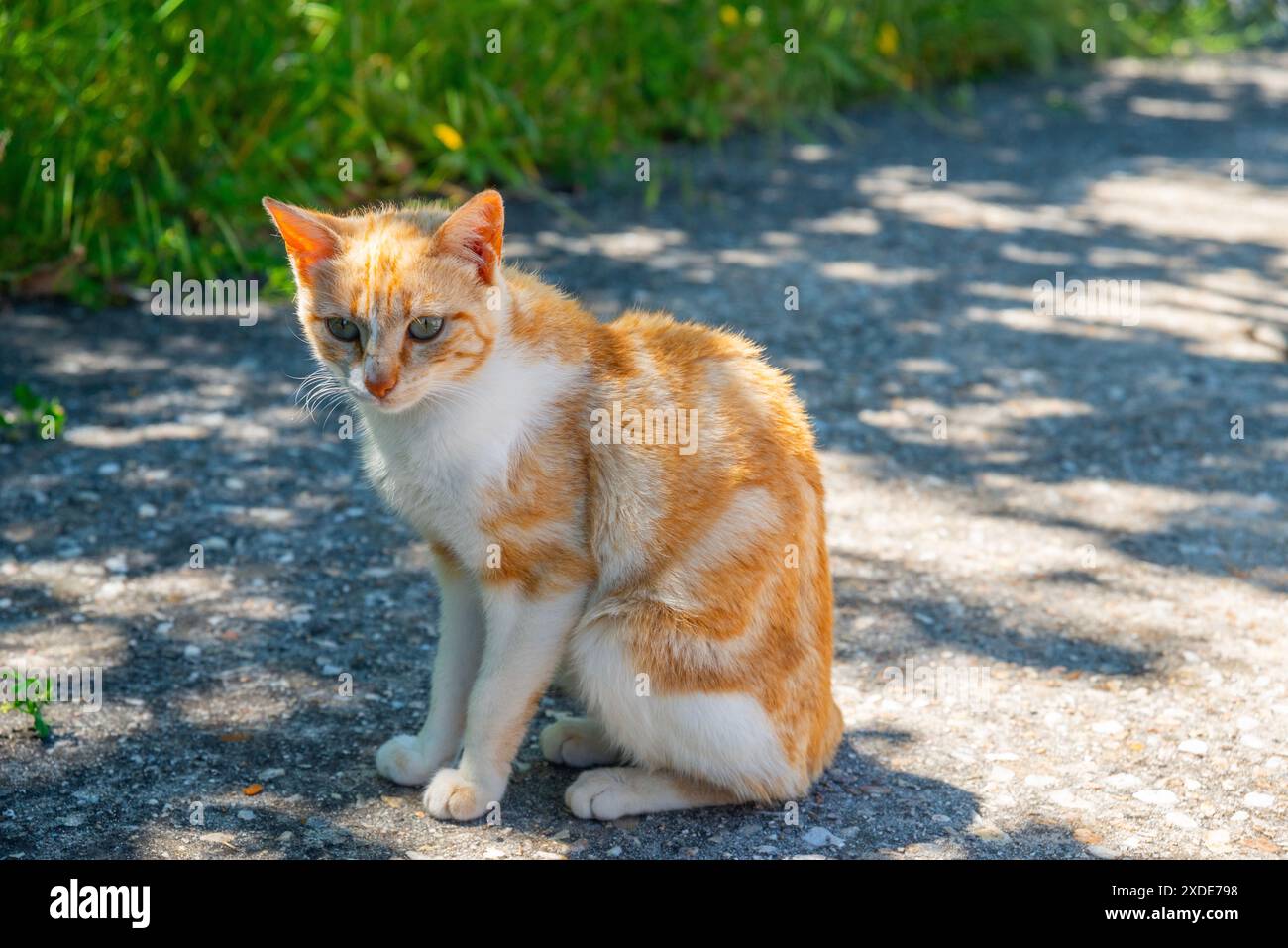Gato tabby mirando hi-res stock photography and images - Alamy