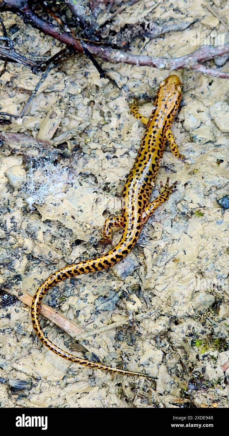 A close-up of a spotted salamander on a rocky surface in a natural ...