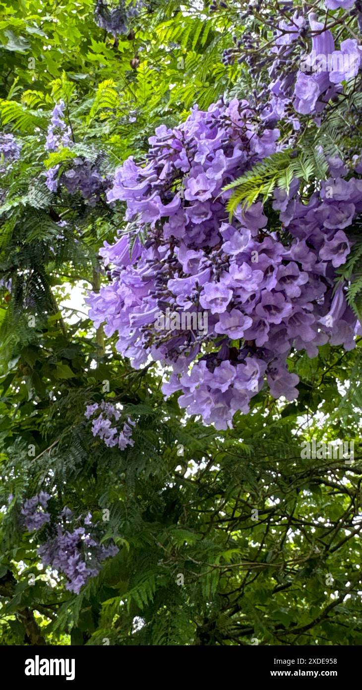Jacaranda tree branches vibrant hi-res stock photography and images - Alamy
