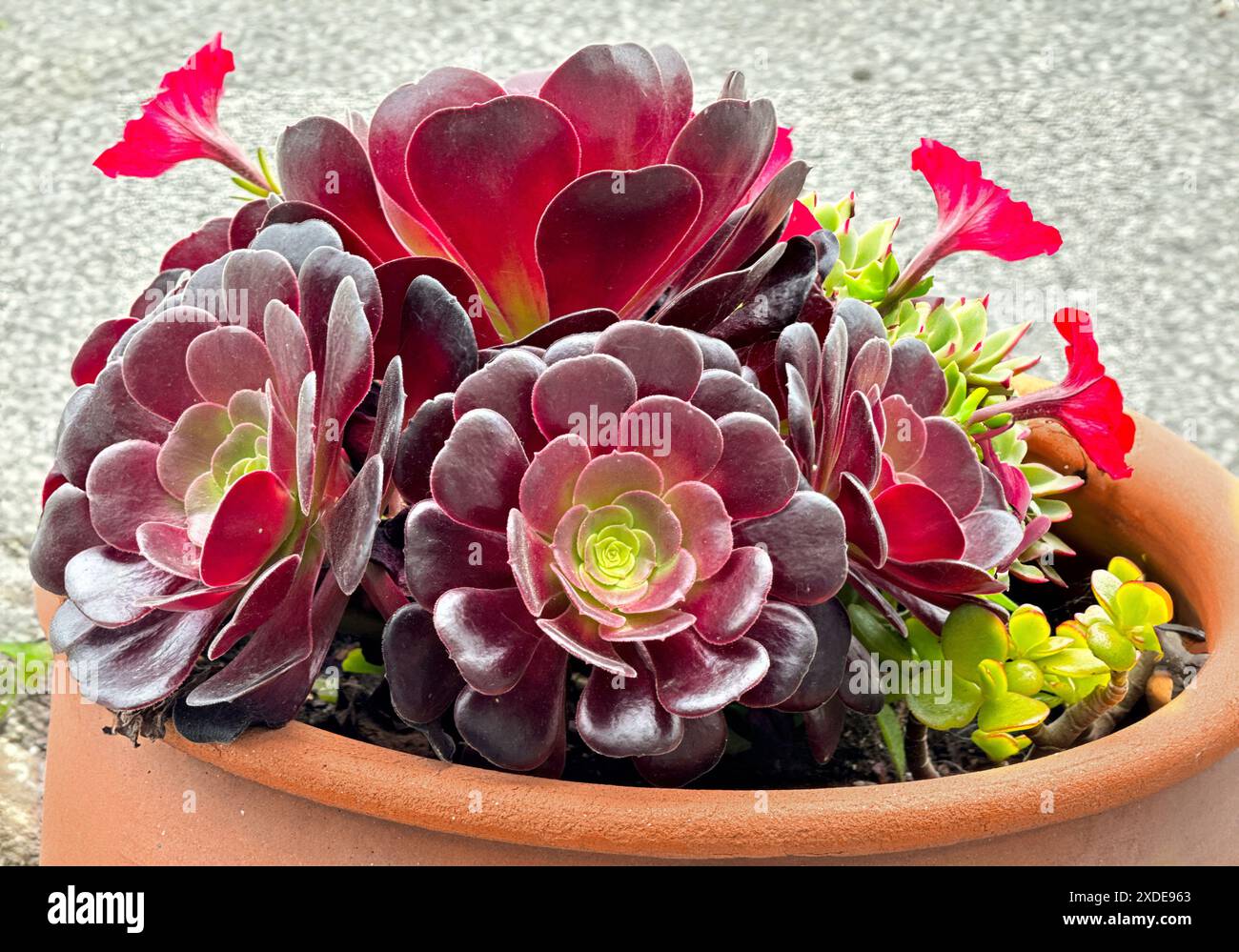 Vibrant Succulent Plant Flowering in Terracotta Pot with Colorful ...
