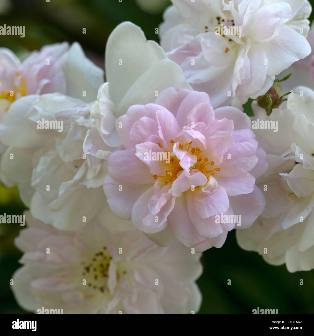 Closeup of flowers of Rosa 'Paul's Himalayan Musk' Stock Photo - Alamy