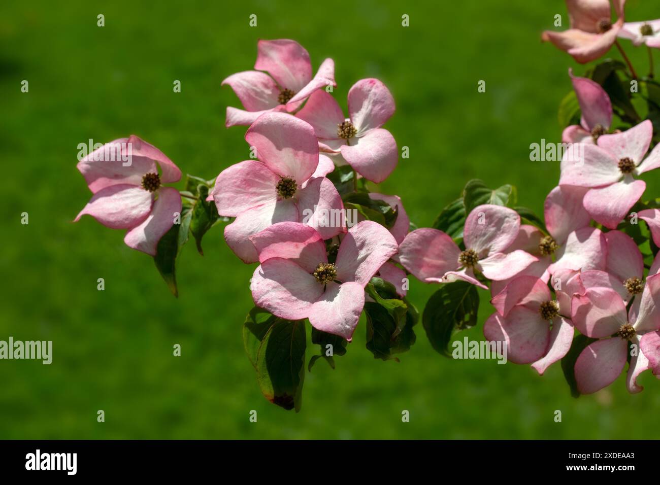 Closeup of flowers of Cornus kousa 'Radiant Rose' in a garden in early ...