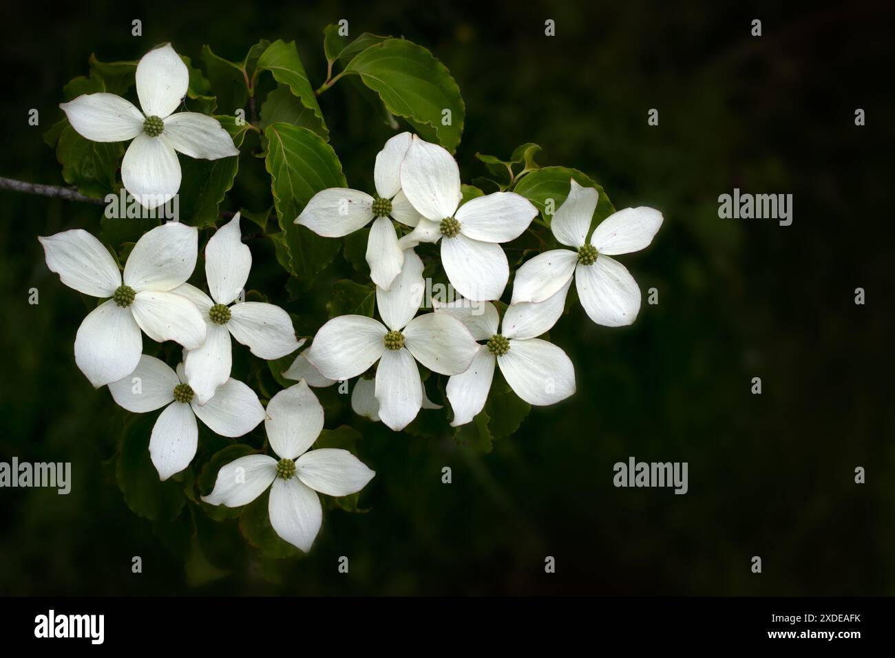 Closeup of flowers of Cornus kousa 'Koree' in a garden in early summer ...