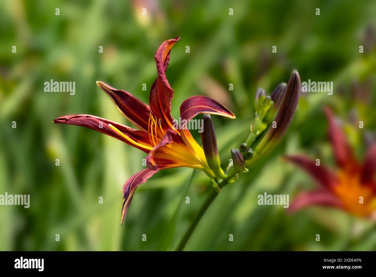 Closeup of flower of Daylily (Hemerocallis 'Black Magic') in a garden ...